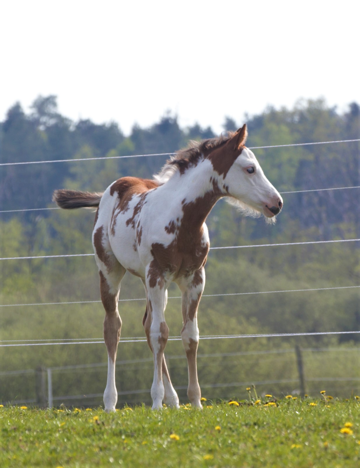 Baltic-Paints - KINGS NORFLEET ANGEL