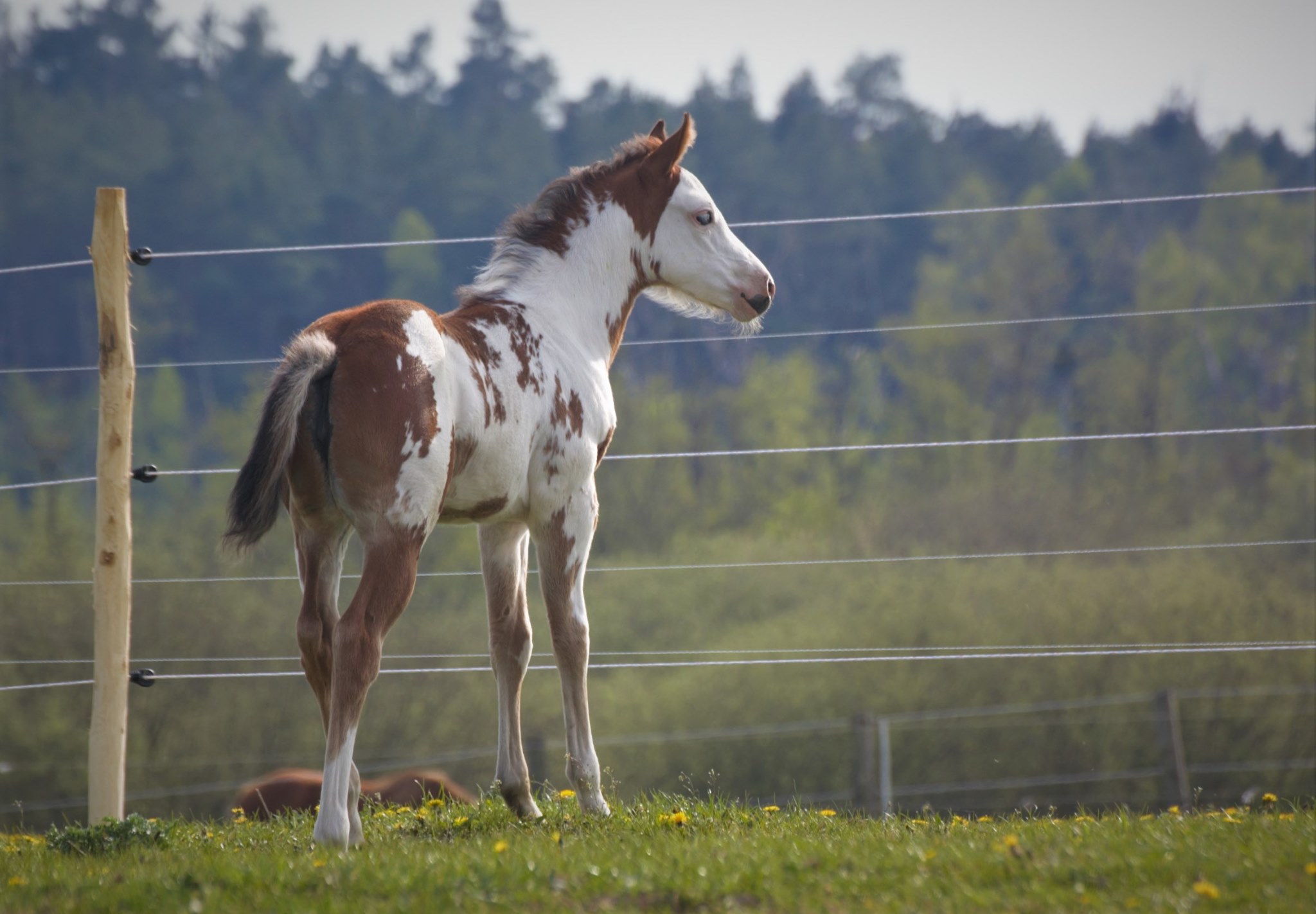 Baltic-Paints - KINGS NORFLEET ANGEL